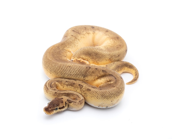 Lemon Blast Leopard Pied Possible Enchi Ball Python by Custom Scales