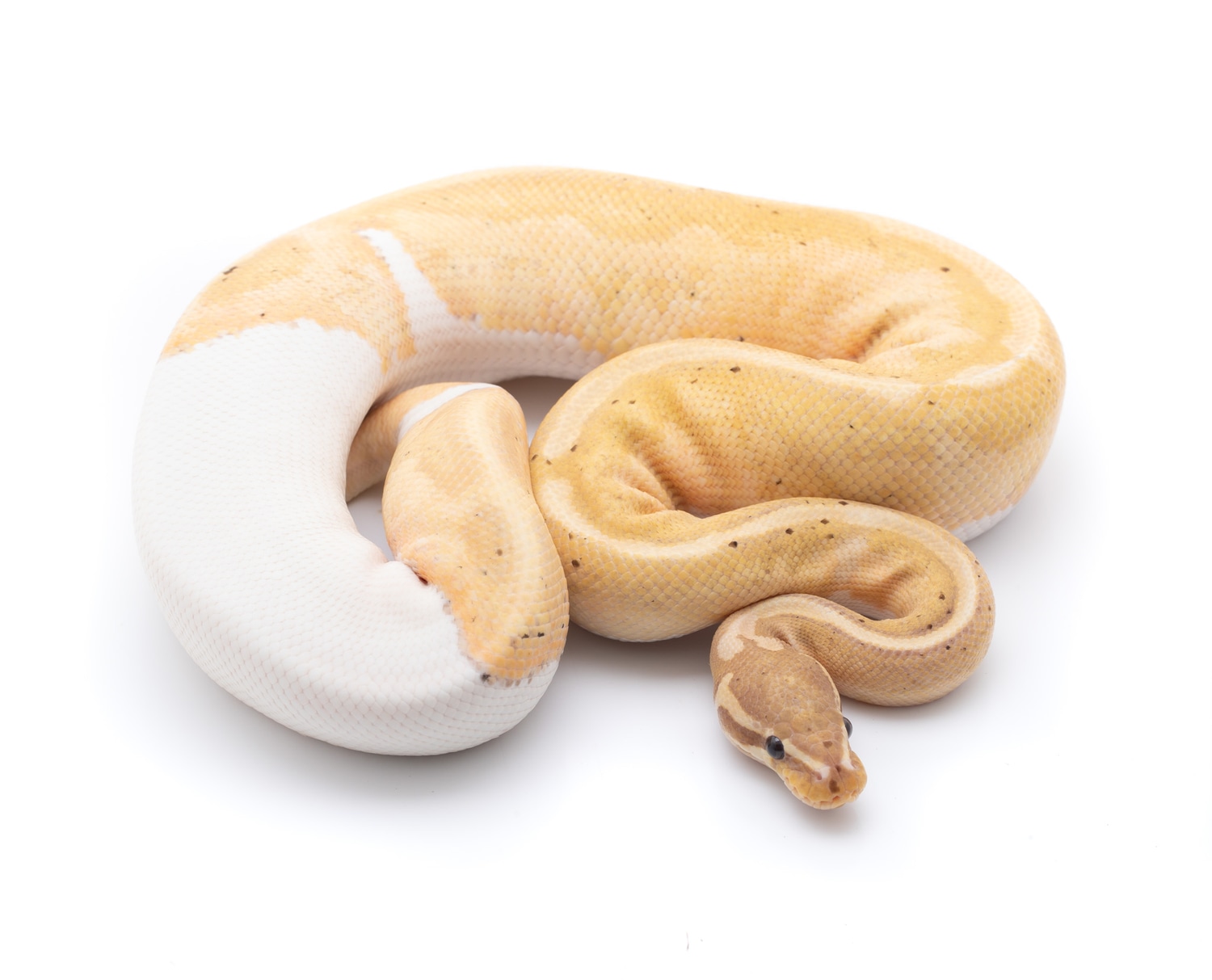 Pastel Banana Pied Ball Python by Custom Scales - MorphMarket
