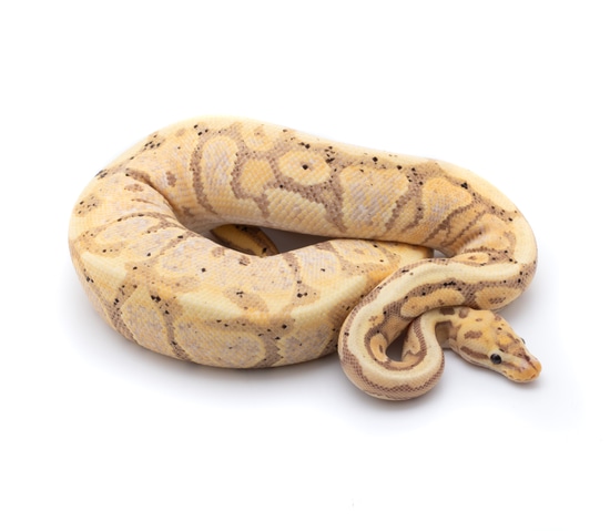 Hidden Gene Woma Banana Het Pied Paradox Ball Python by Custom Scales