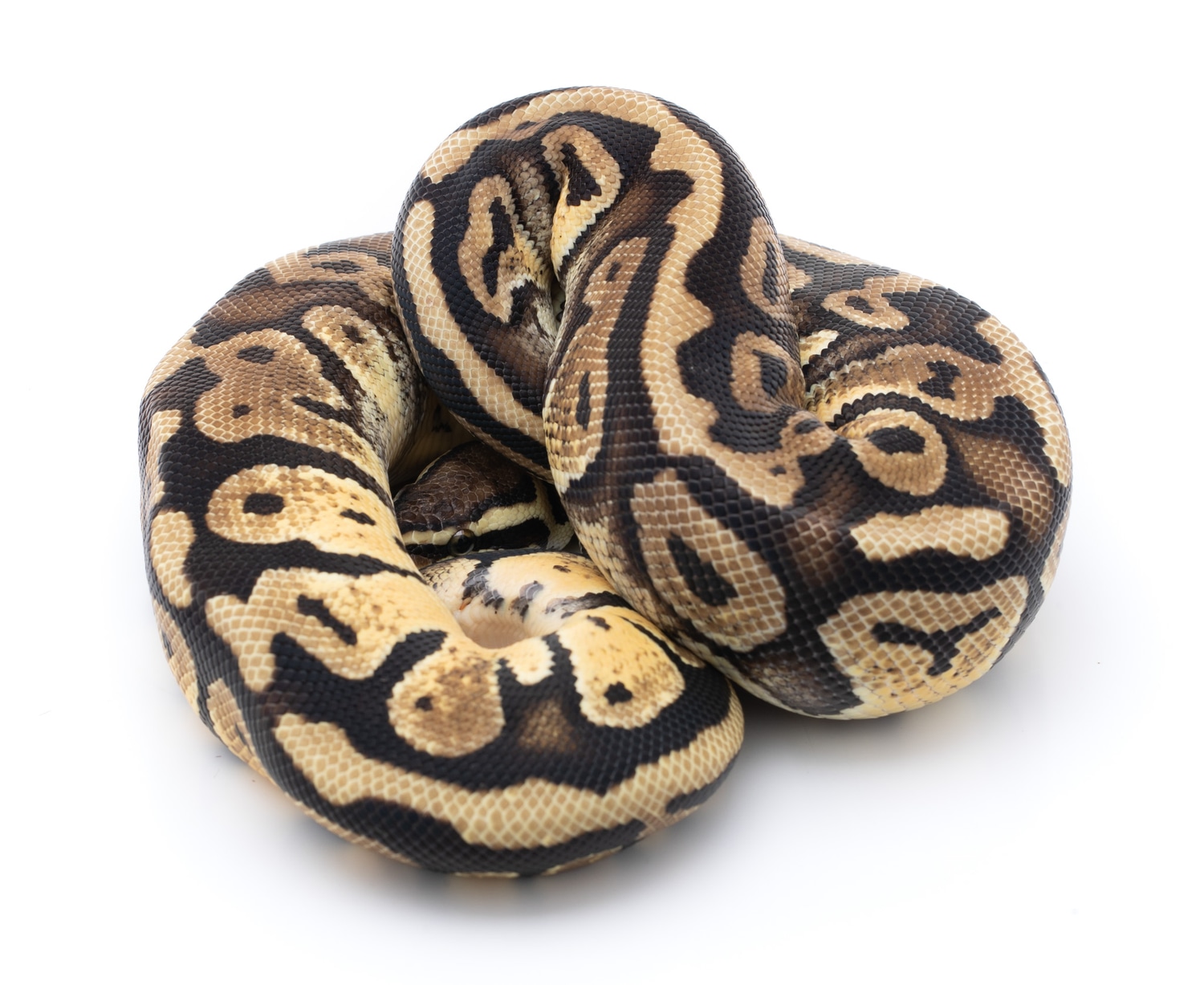Pastel Mahogany Het Ghost Het Pied Ball Python by Custom Scales ...