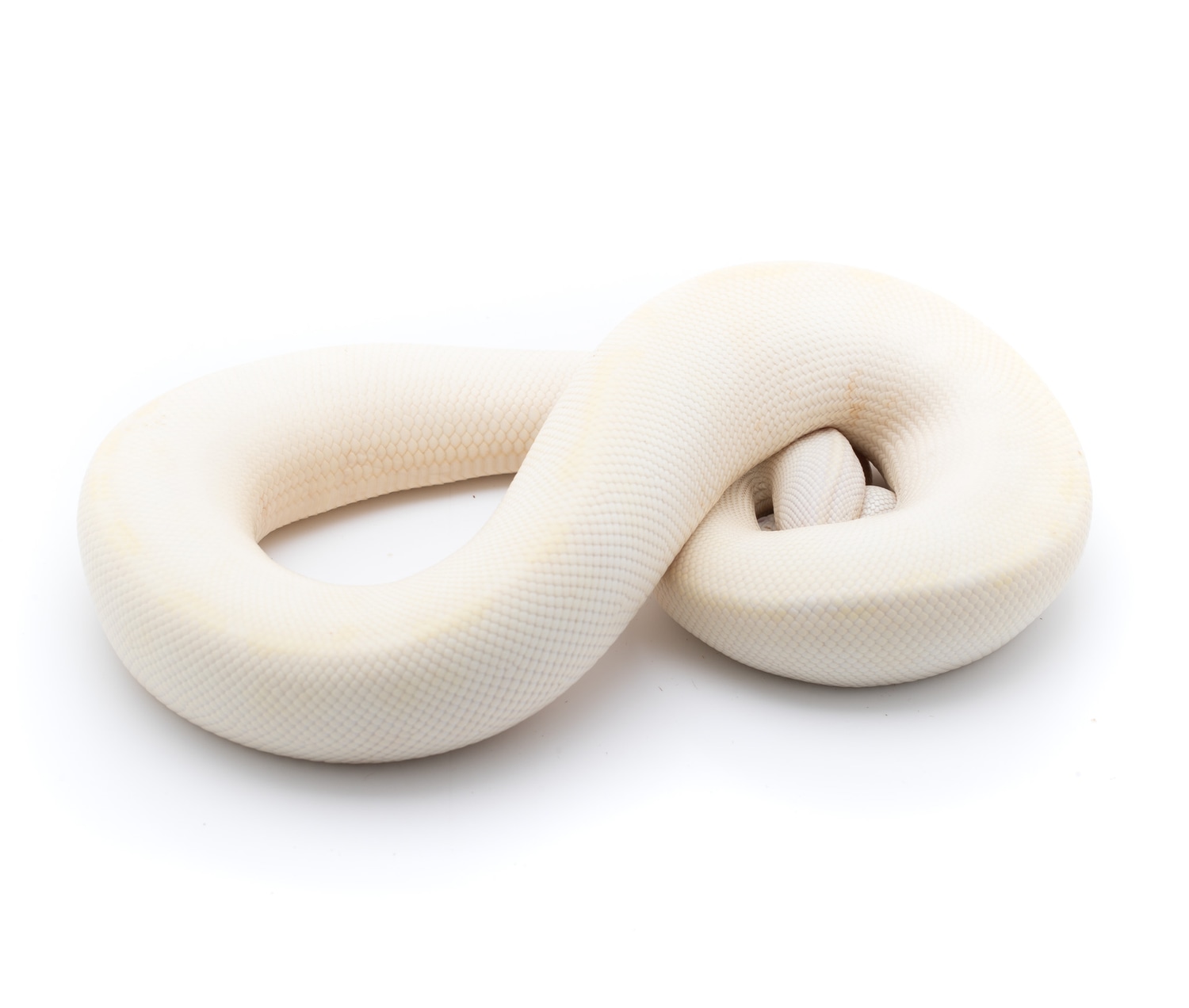 Phantom Lesser Het Clown Possible Cinnamon Possible Pastel Possible ...