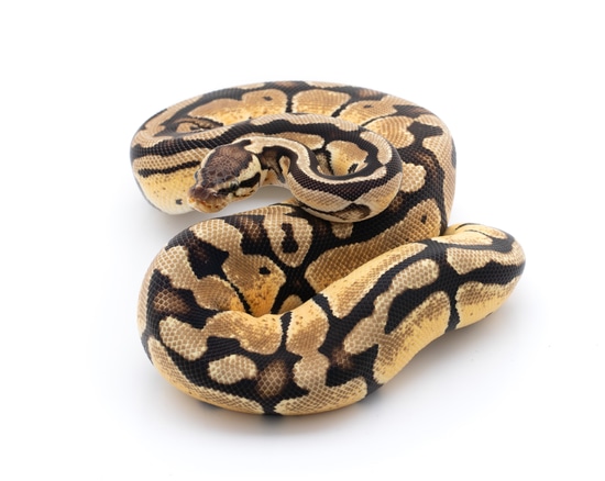 Pastel Het Puzzle Het Pied Ball Python by Custom Scales