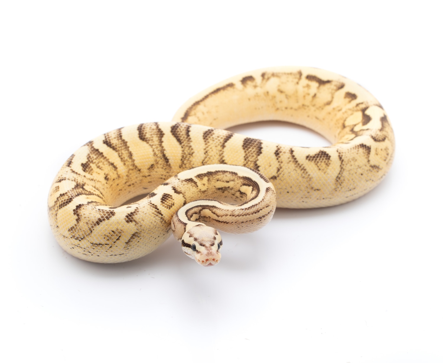 Fire Fly Orange Dream Yellow Belly Calico Het Clown Ball Python by ...