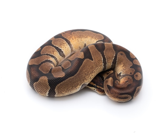 1.1 PAIR Het Sunset Het Albino Het Clown And Enchi Het Sunset Het Albino Het Clown Ball Python ...