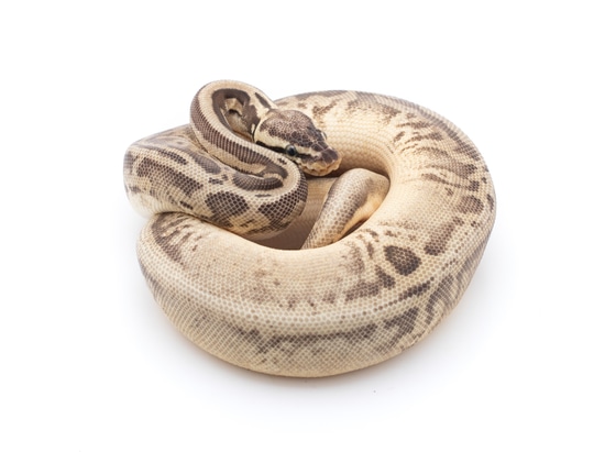 Super Pastel Leopard Calico Yellow Belly Het Ghost Het Pied Ball Python ...