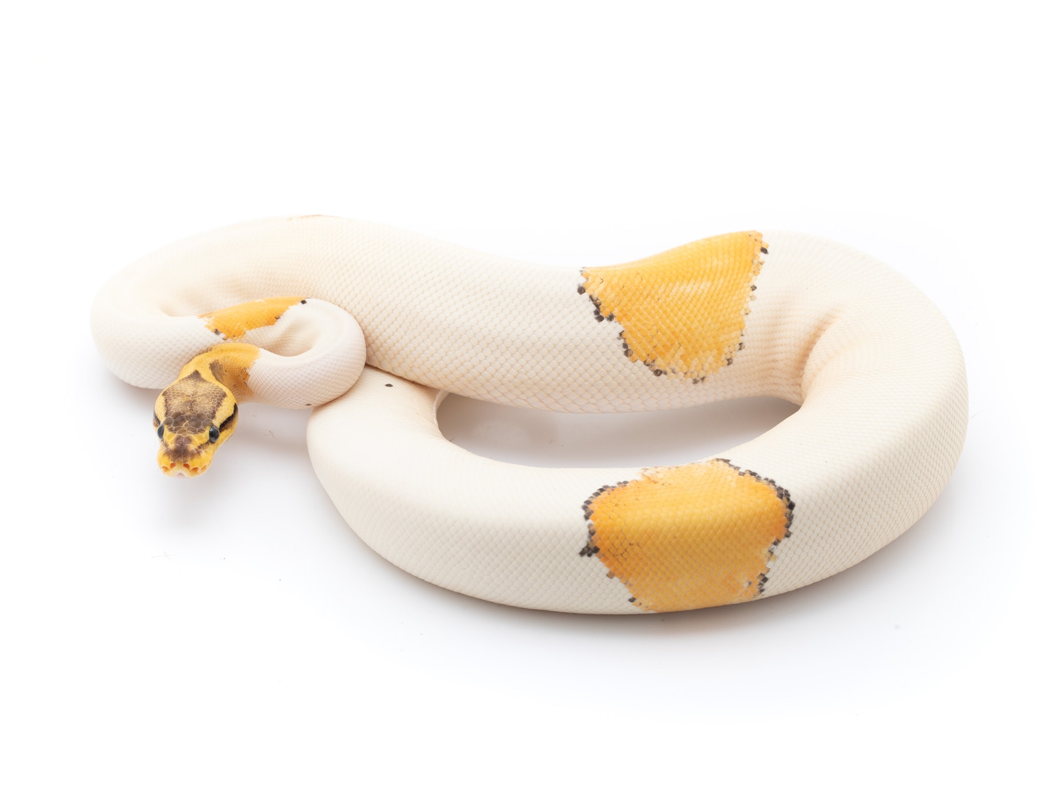Super Pastel Orange Dream GHI Pied Ball Python by Custom Scales ...