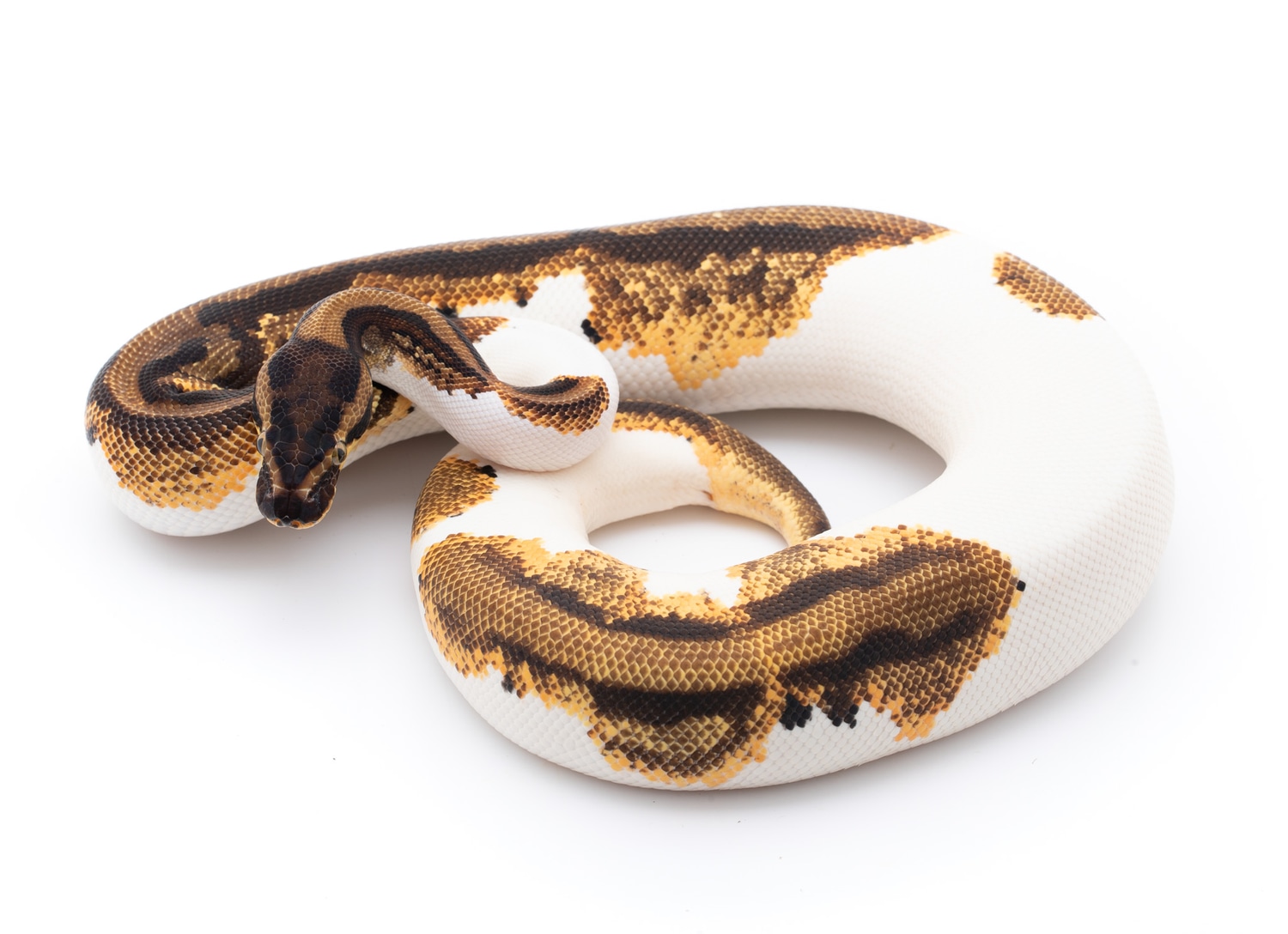 Enchi Leopard Yellow Belly Pied Ball Python by Custom Scales - MorphMarket