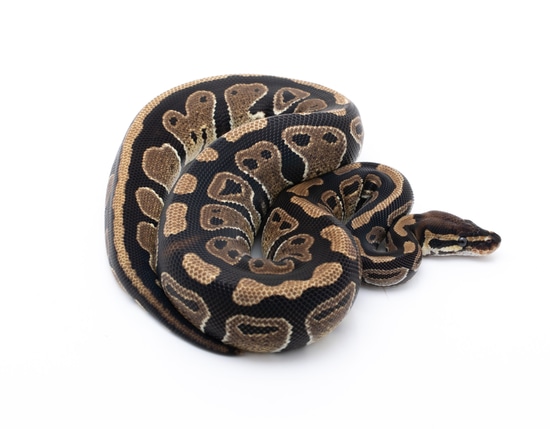Het Candy Het Pied Ball Python by Custom Scales