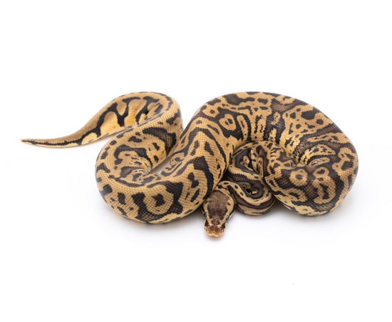 Super Pastel Acid Het Pied Ball Python by Custom Scales