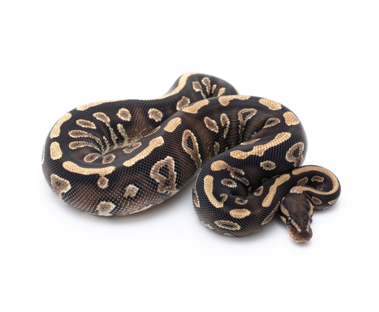 Phantom Yellow Belly Het Pied Ball Python by Custom Scales