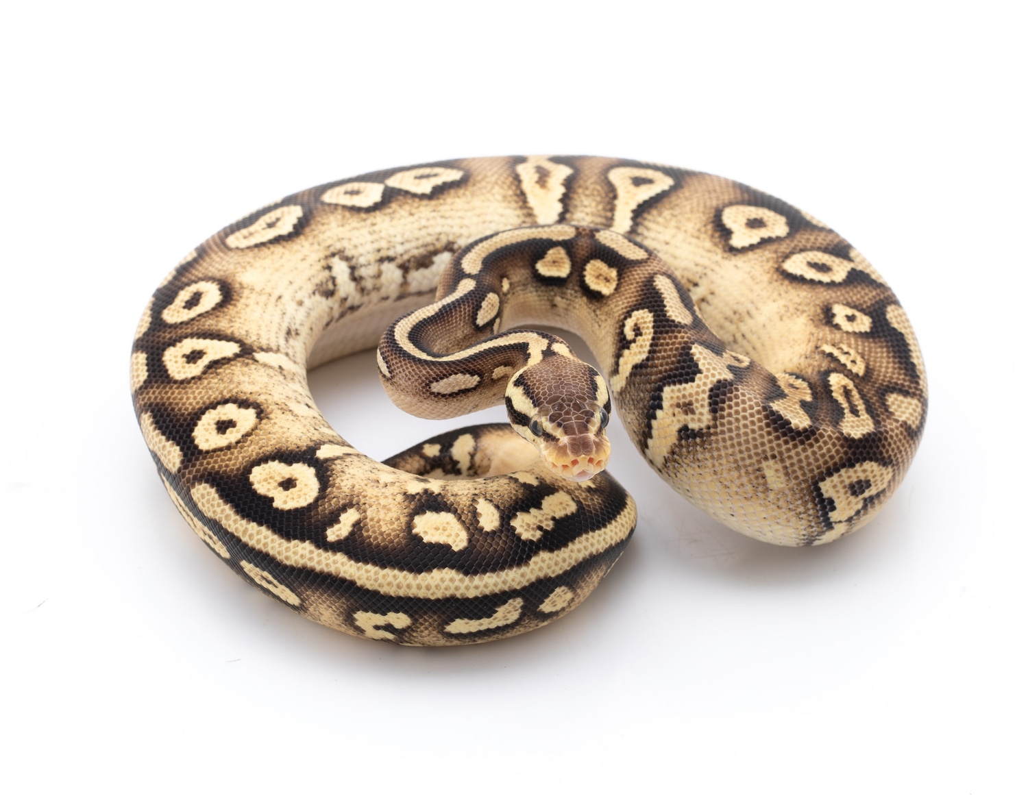 Pastel Yellow Belly Phantom Het Pied Ball Python by Custom Scales ...