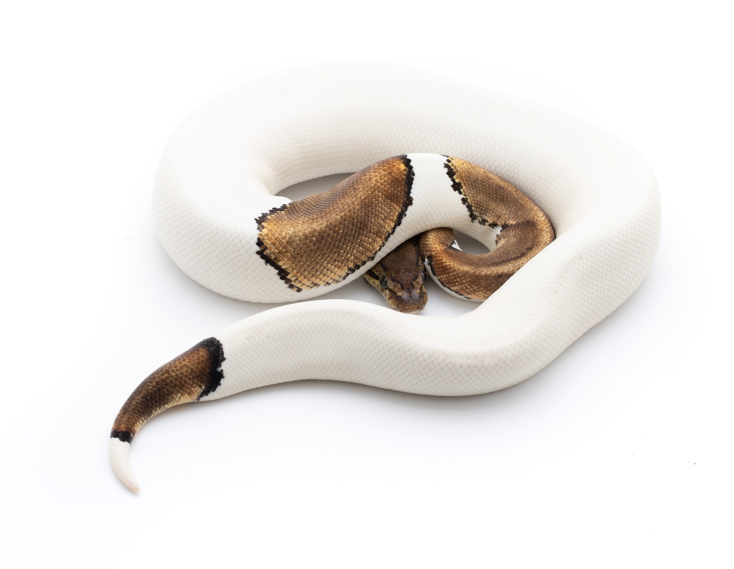 Pinstripe Pied Ball Python by Custom Scales - MorphMarket
