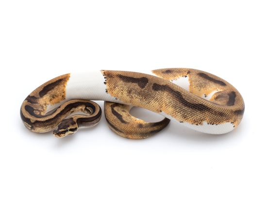 Enchi Leopard Pied Ball Python by Custom Scales