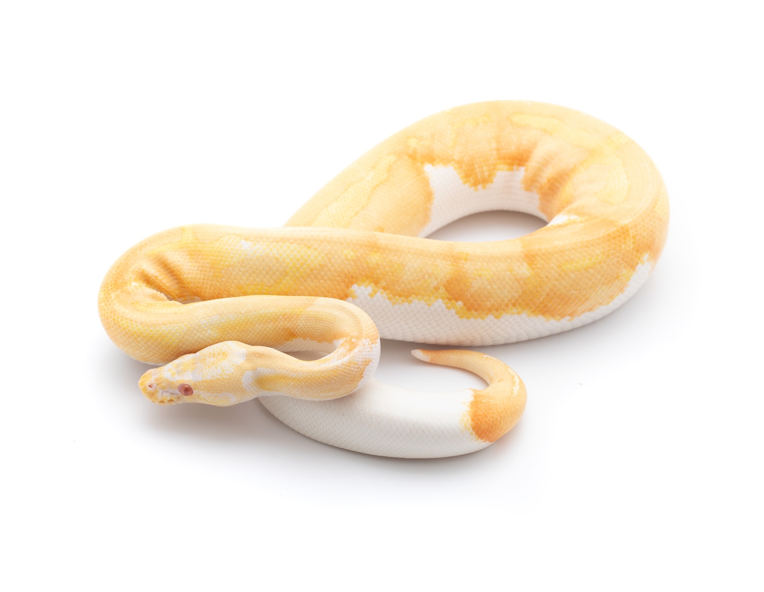 Albino Pied Ball Python by Custom Scales - MorphMarket
