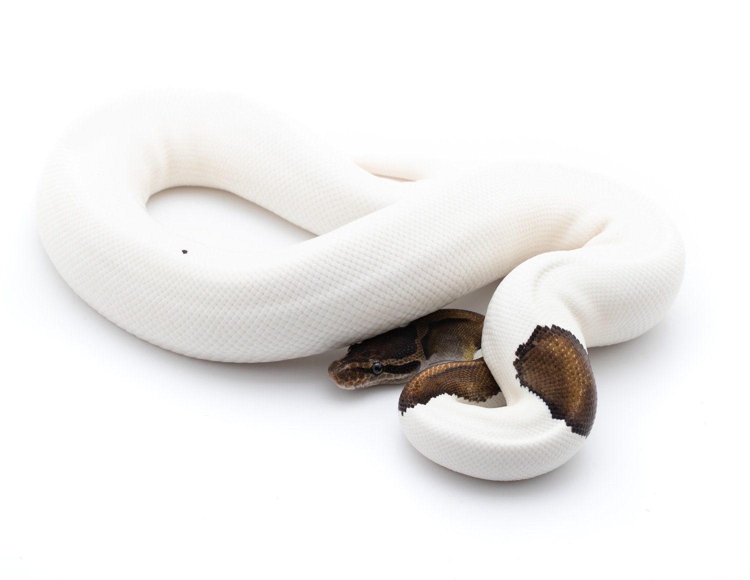 Black Pastel Pied Ball Python by Custom Scales - MorphMarket