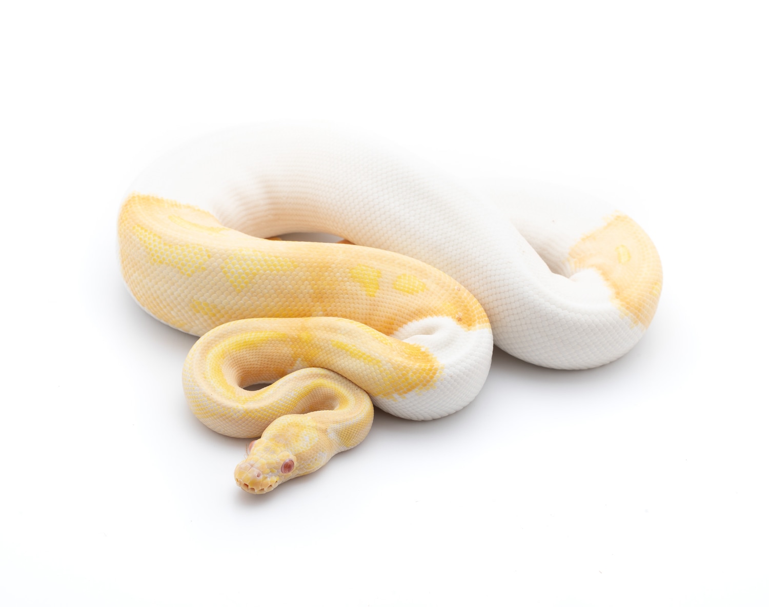 Albino Pied Ball Python by Custom Scales - MorphMarket