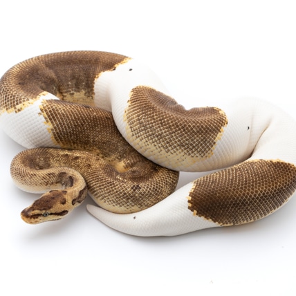 Lemon Blast Pied Het Candy Ball Python by Custom Scales - MorphMarket