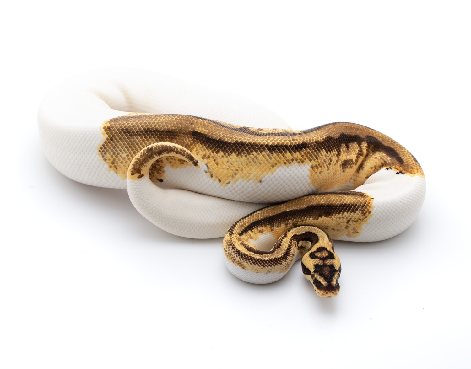 Enchi Pastel Leopard Pied Ball Python by Custom Scales - MorphMarket