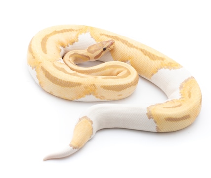 Super Pastel Leopard Pied Ball Python by Custom Scales - MorphMarket