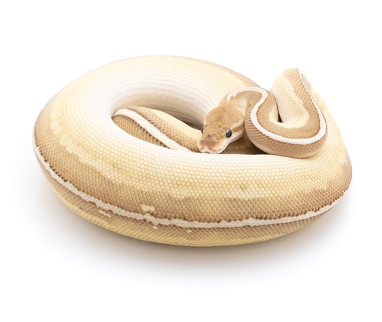 Cinnamon Lesser Bongo Het Clown Ball Python by Custom Scales