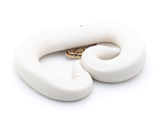 Pastel Spider Pied Ball Python by Custom Scales