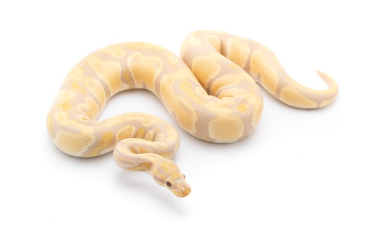 Candino Het Pied Ball Python by Custom Scales