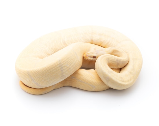 Candino Leopard Spider Ball Python by Custom Scales
