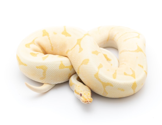 Candino Pastel Spider Possible Leopard Ball Python by Custom Scales