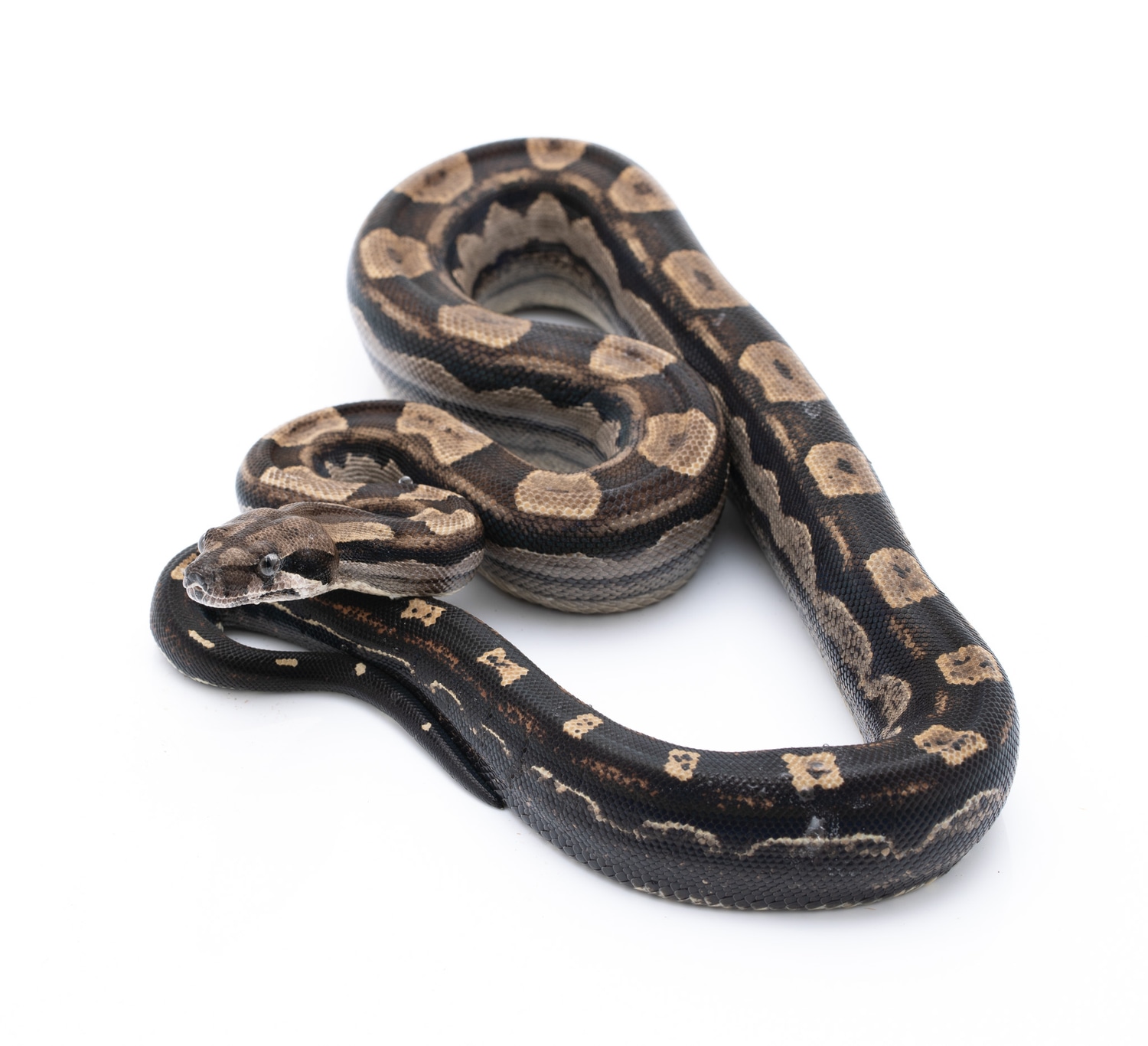 Motley Inca Het Sharp Boa Constrictor by Custom Scales - MorphMarket