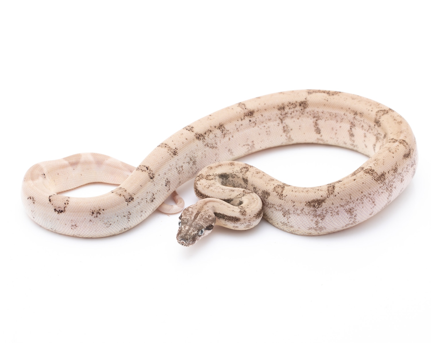 Jaguar Ghost Boa Constrictor by Custom Scales - MorphMarket