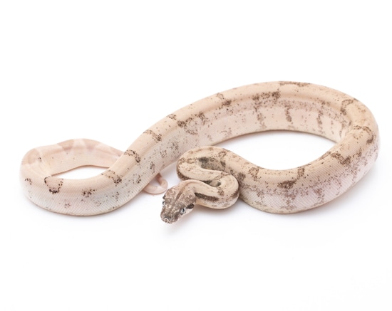 Jaguar Ghost Boa Constrictor by Custom Scales