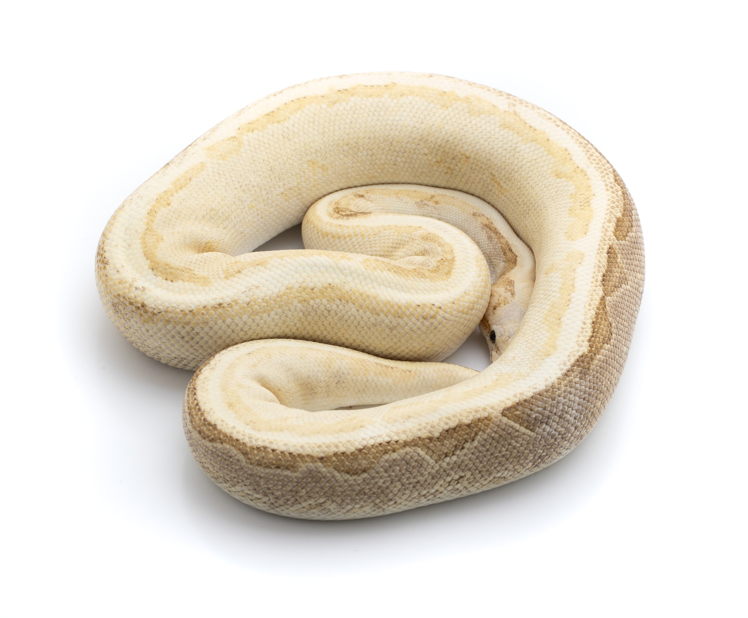 CHIMERA Paradox Pinstripe Vanilla Cream Ball Python by Custom Scales ...