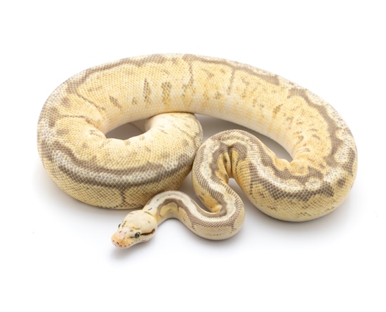 Bongo Killer Bee Ball Python by Custom Scales