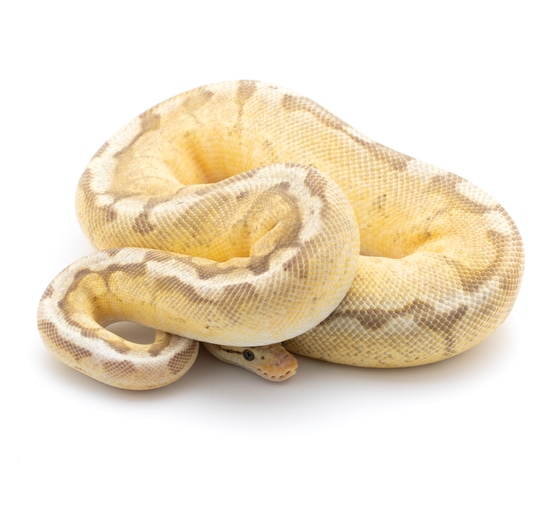 Bongo Killer Bee Ball Python by Custom Scales