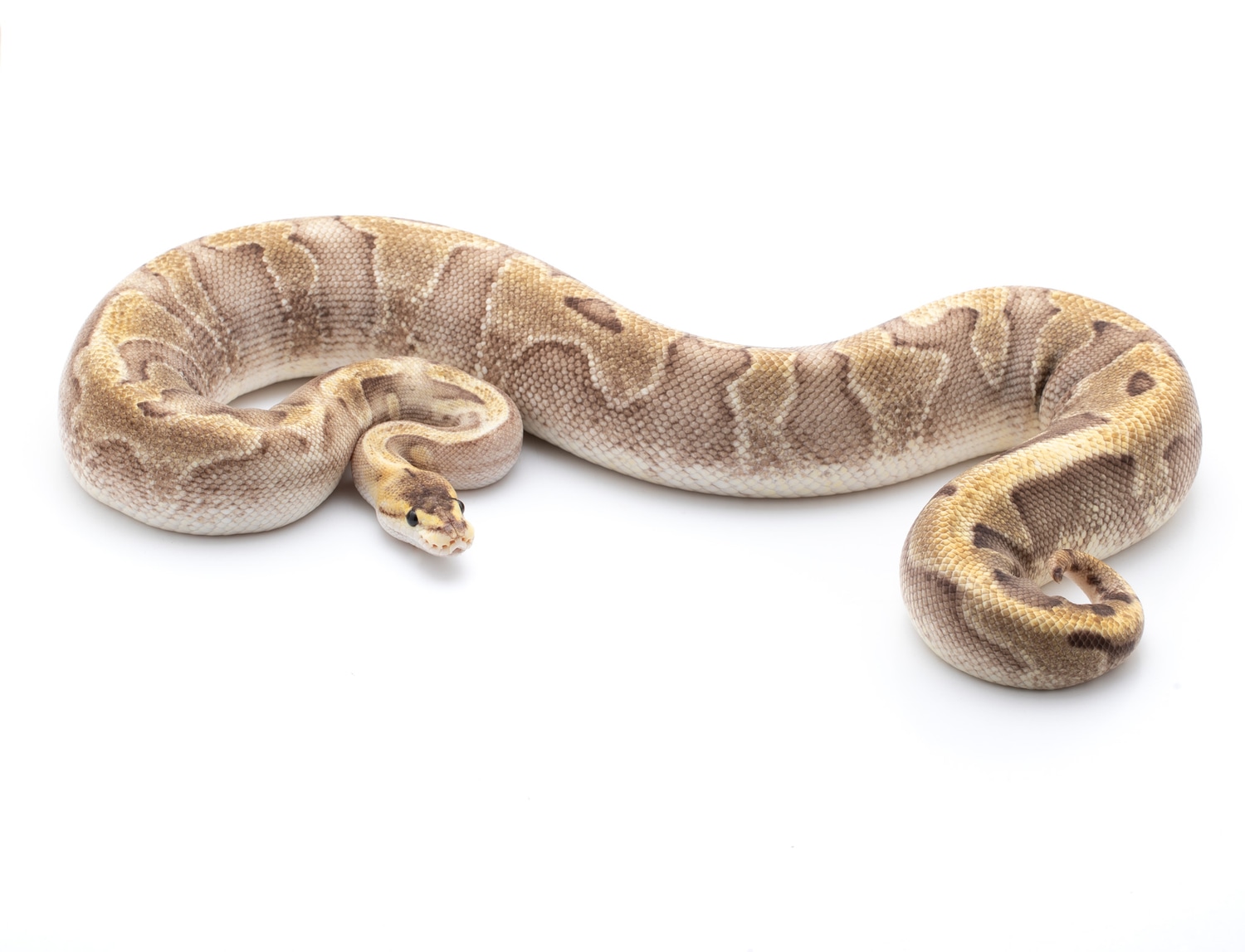 Enchi Champagne Ball Python by Custom Scales - MorphMarket