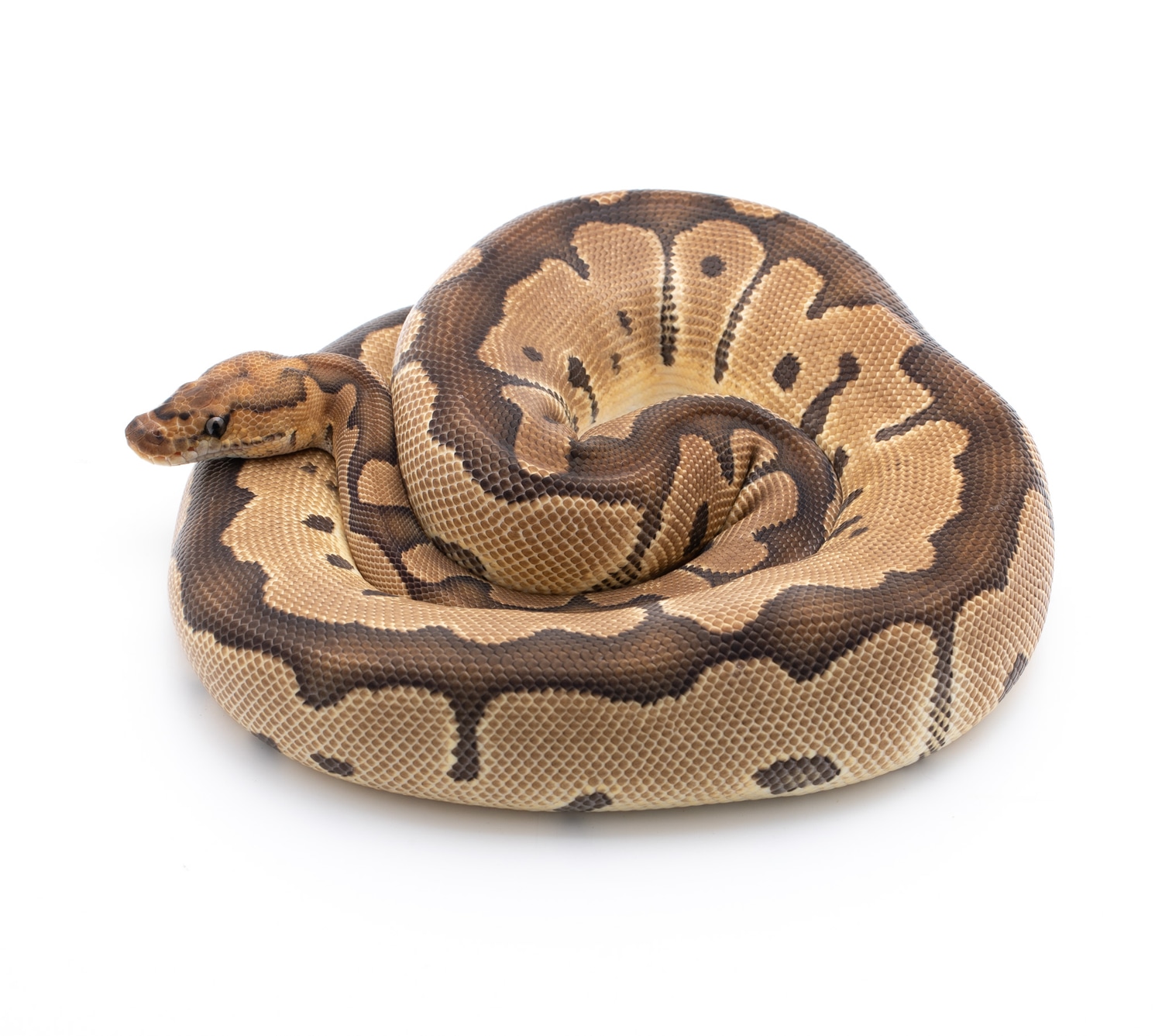 Clown Ball Python by Custom Scales - MorphMarket