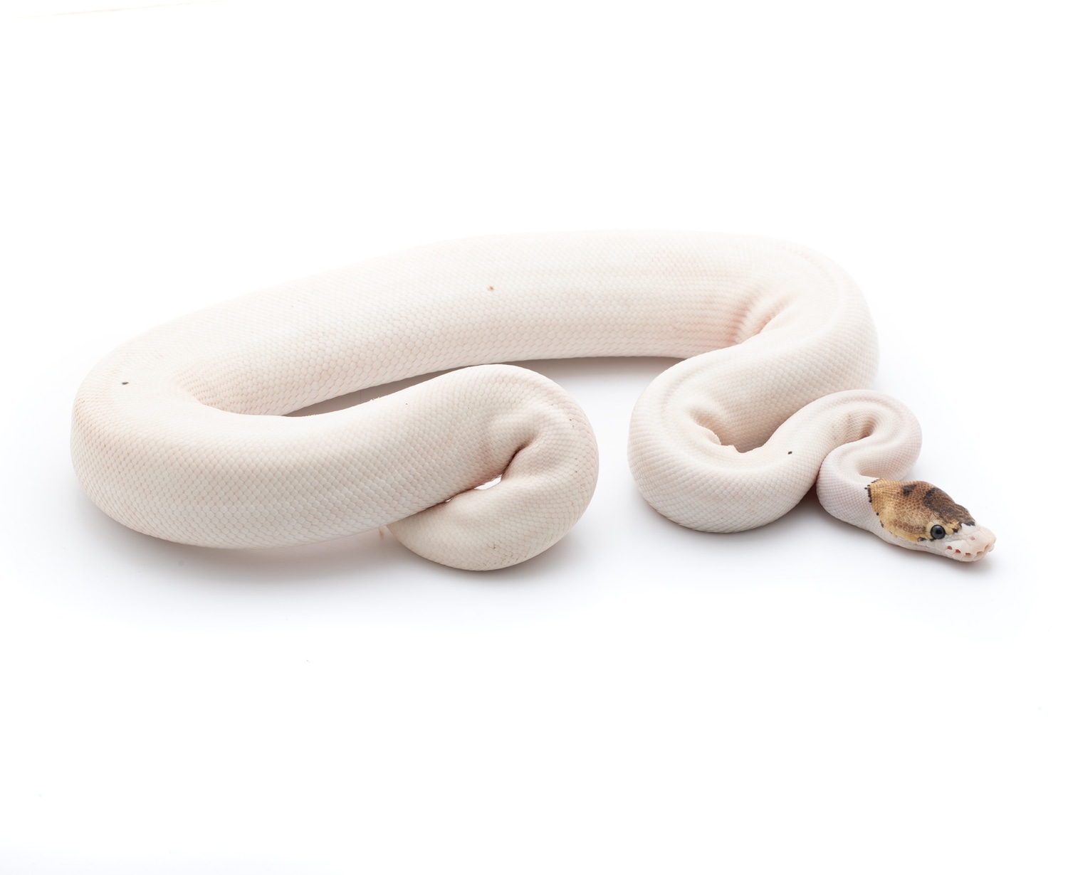 Spider Pied Ball Python by Custom Scales - MorphMarket