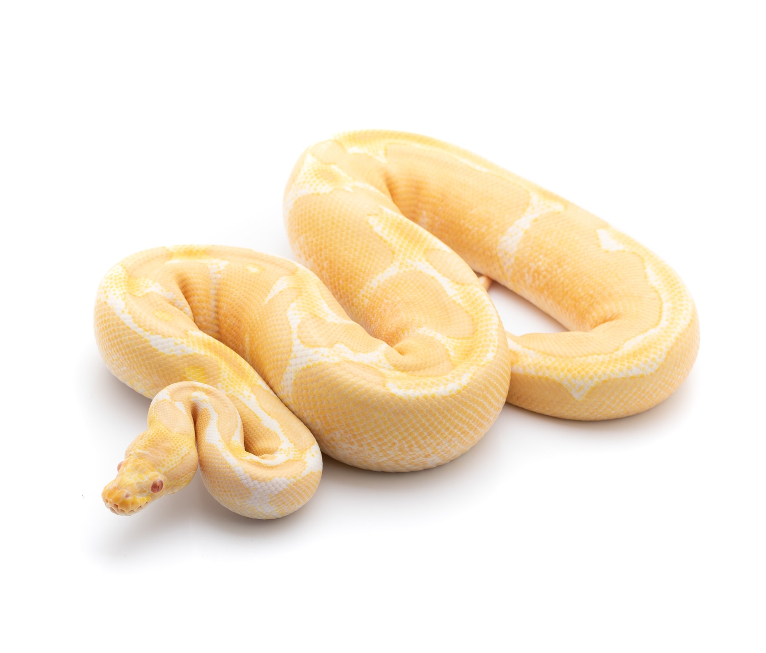 Albino Calico Ball Python by Custom Scales - MorphMarket