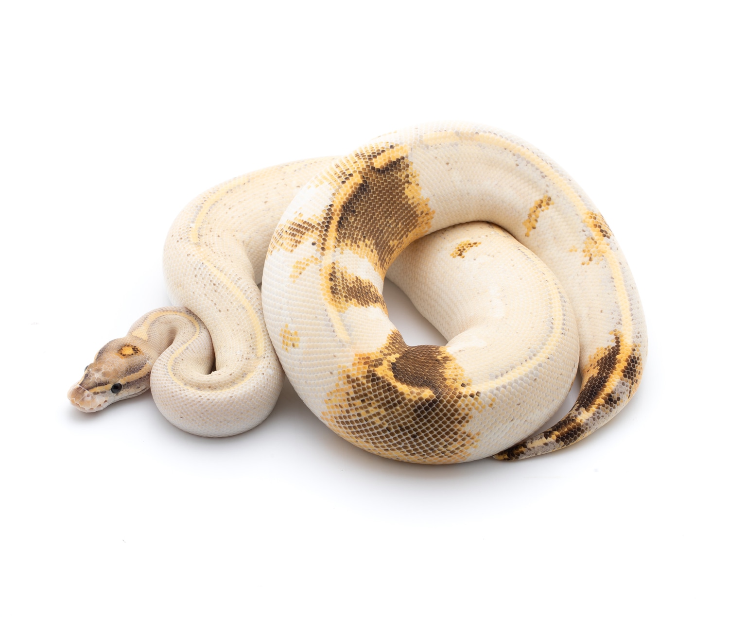 Paradox Highway Calico Ball Python by Custom Scales - MorphMarket