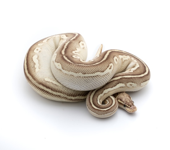 Bongo Pastel Lesser Ball Python by Custom Scales