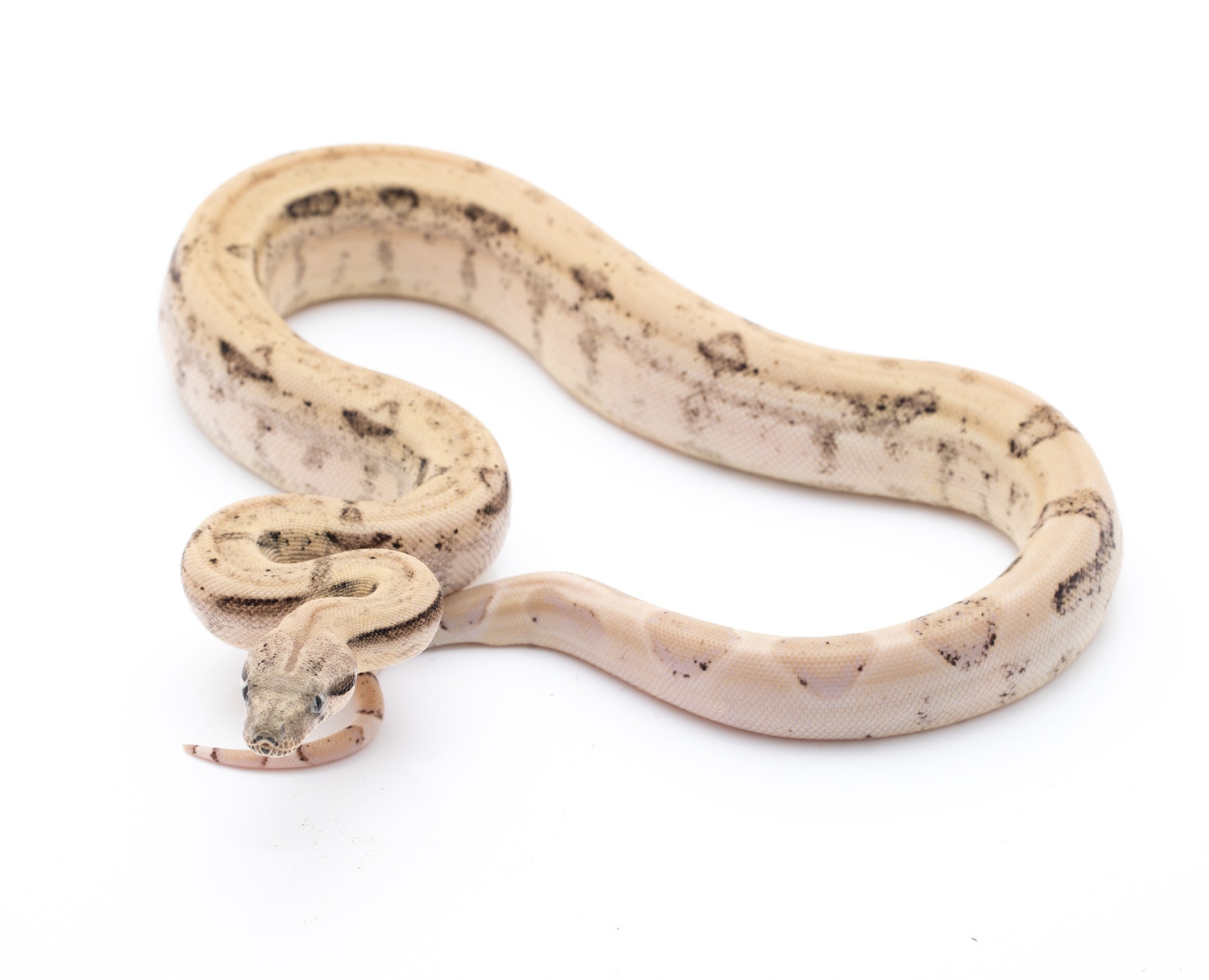 Jaguar Ghost Boa Constrictor by Custom Scales - MorphMarket