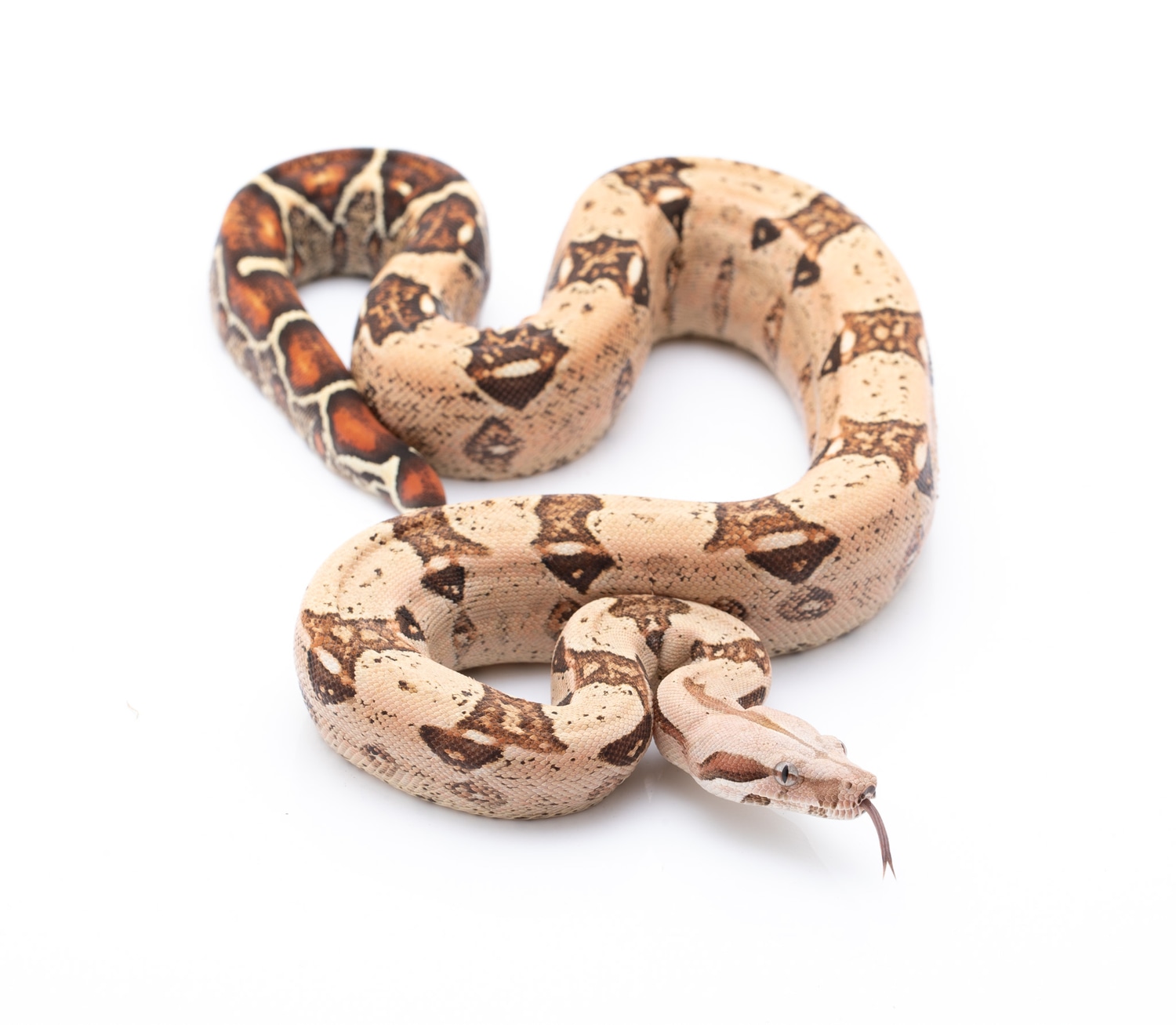Pink Panther VPI Marron Boa Constrictor by Custom Scales - MorphMarket