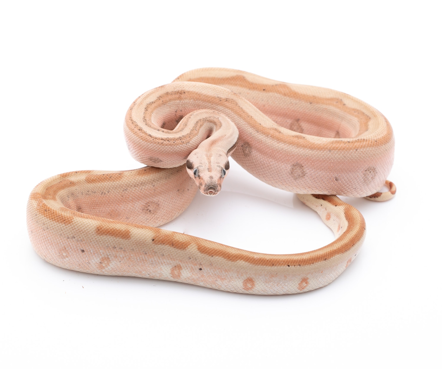 Hypo Jungle Labyrinth Boa Constrictor by Custom Scales - MorphMarket