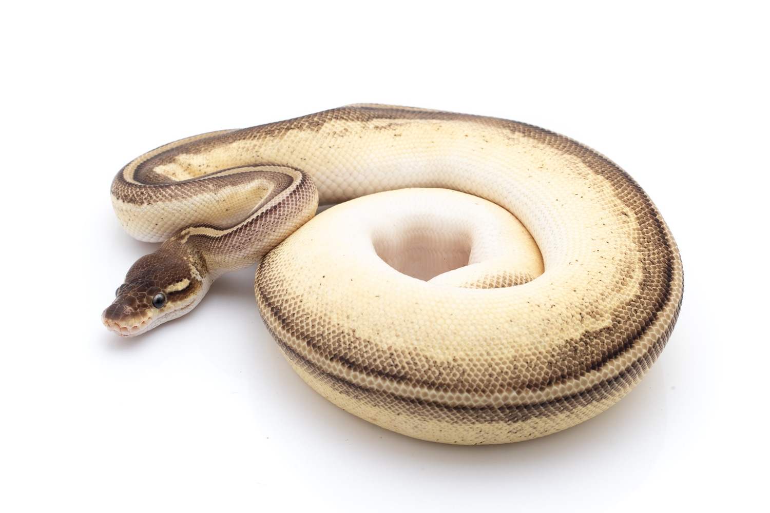 Pastel Mojave Bongo Het Ghost Het Pied Ball Python by Custom Scales - MorphMarket