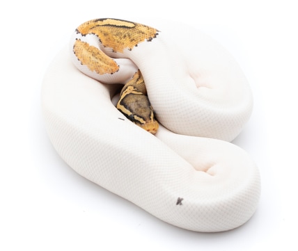 Super Pastel Leopard Pied Ball Python by Custom Scales - MorphMarket