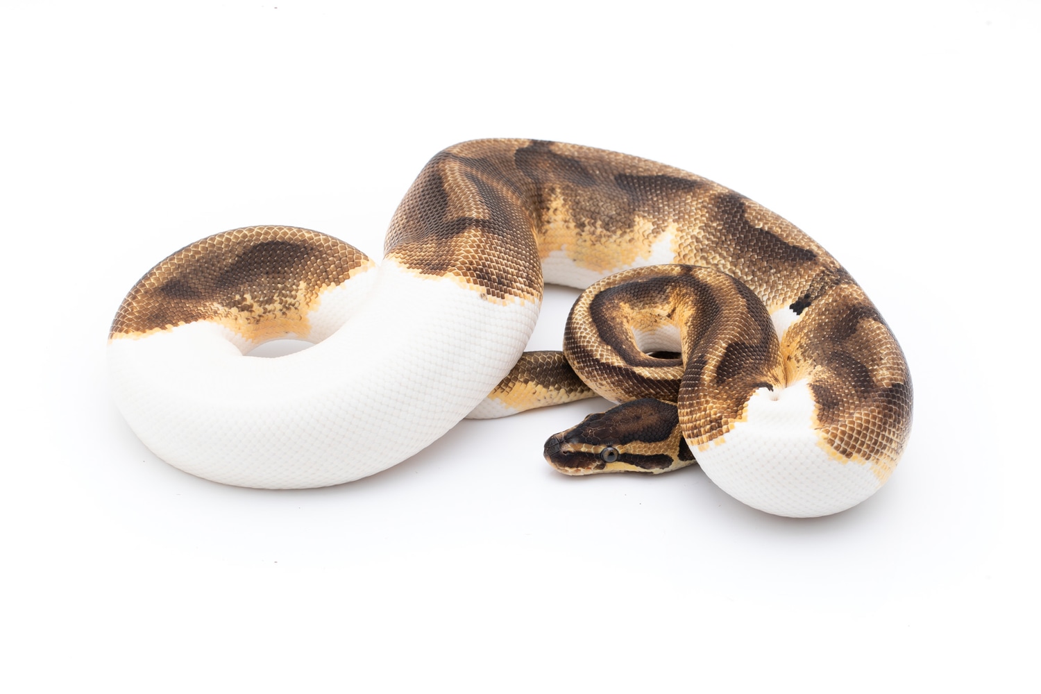 Enchi Leopard Pied Ball Python by Custom Scales - MorphMarket