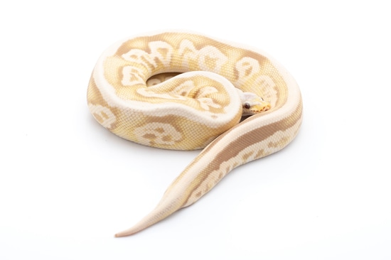 Pewter Leopard Candy Ball Python by Custom Scales