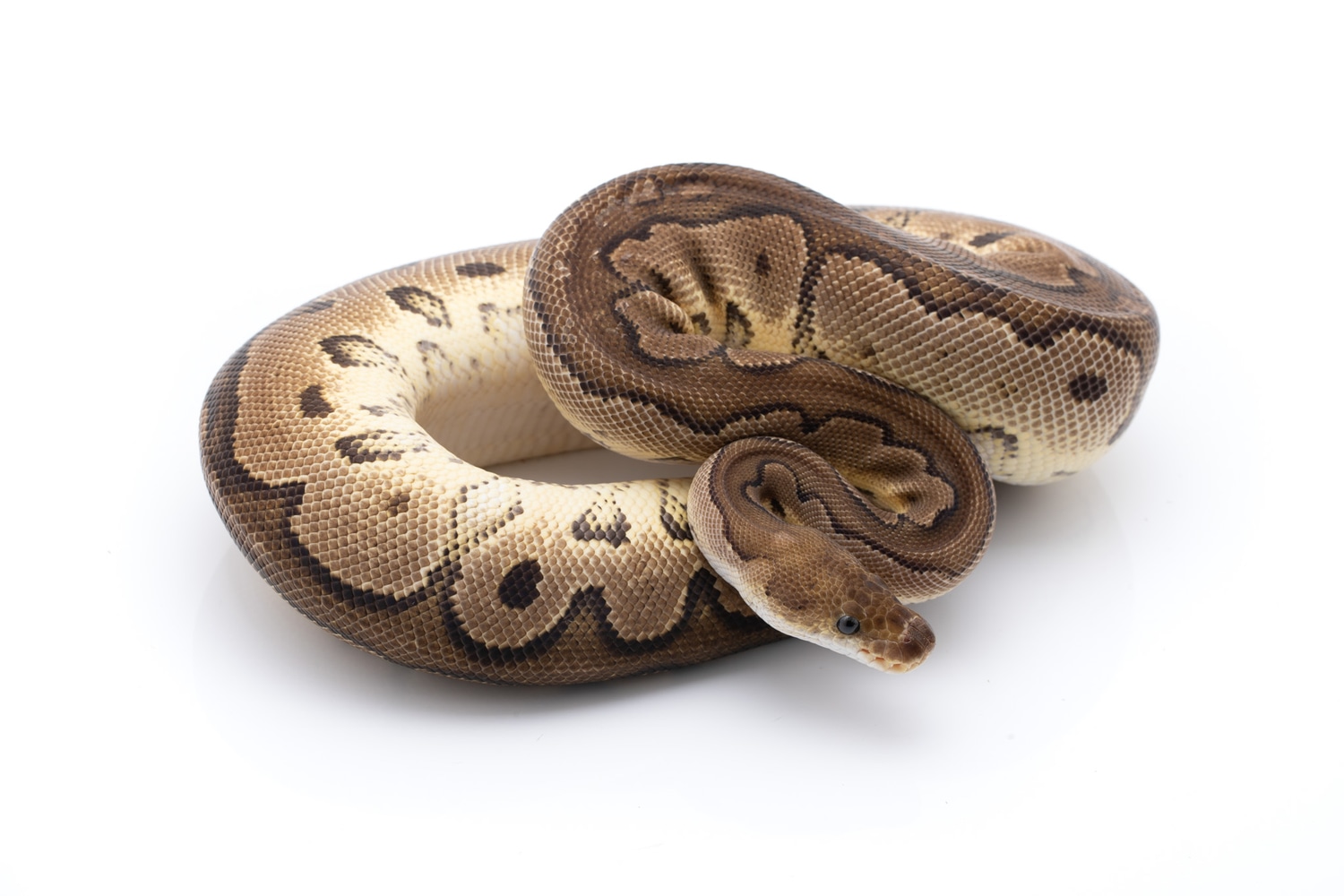 Cinnamon Clown Ball Python by Custom Scales - MorphMarket