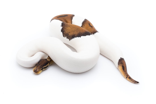 Cinnamon Pied Het Candy Ball Python by Custom Scales