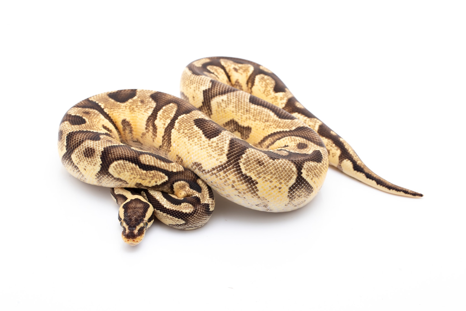 Enchi Firefly Yellow Belly Het Pied Ball Python by Custom Scales ...